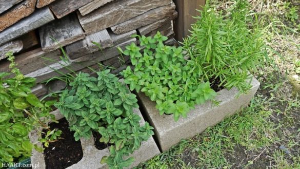 Doniczki diy: 14 pomysłów na ich samodzielne stworzenie